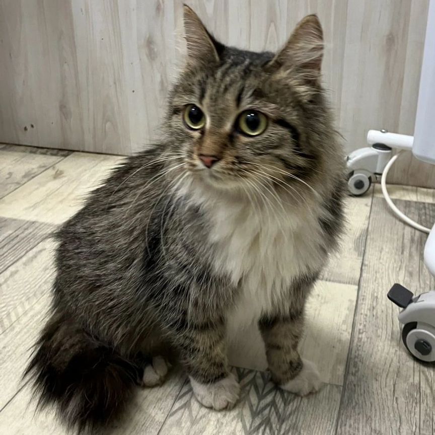 Лаванда ищет дом