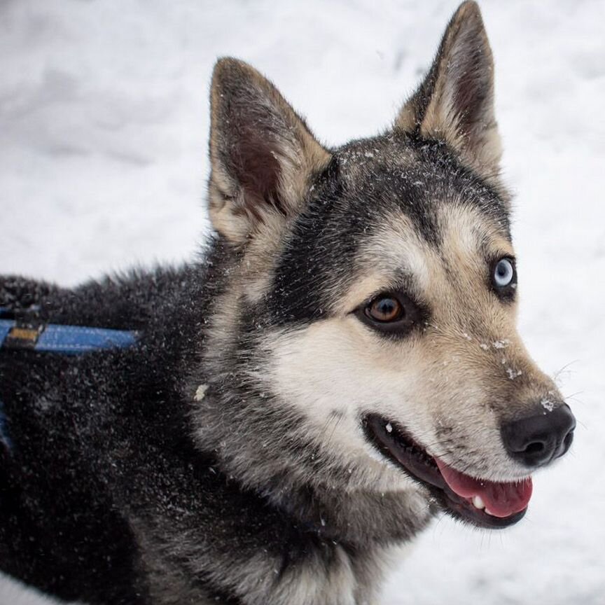 Взрослый пёс в добрые руки