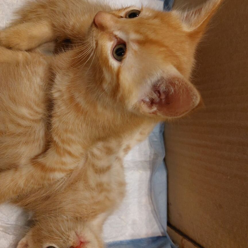 Котики бесплатно в добрые руки