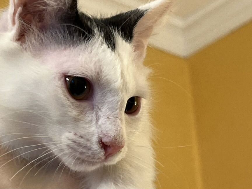 Кошка