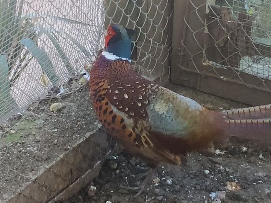 Самец фазана