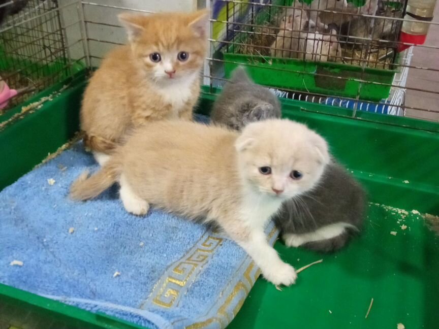 Шотландские котята