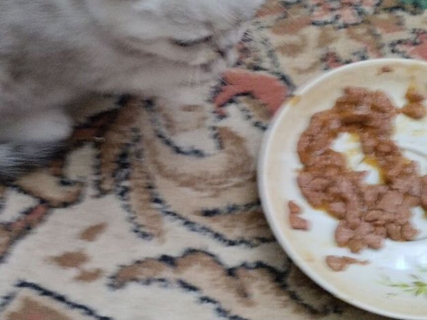 Котята породы шиншиллы