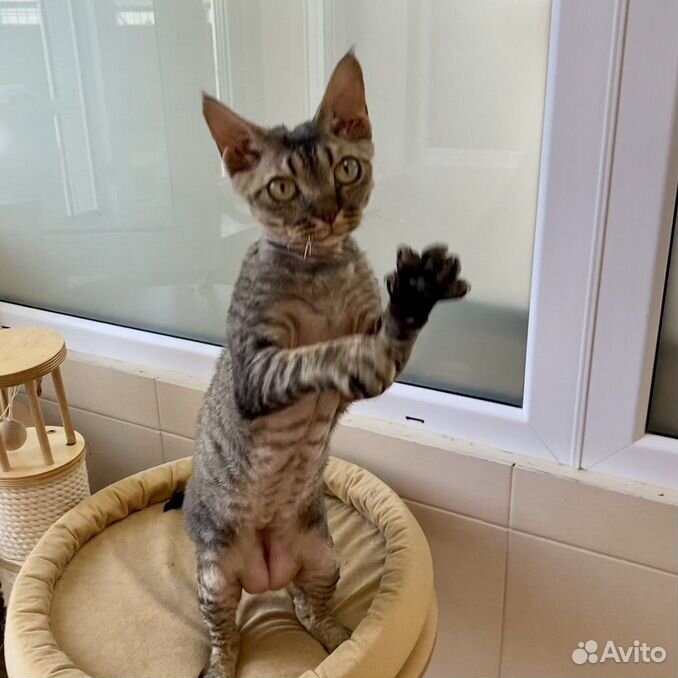 Девон рекс тигровый Яшенька