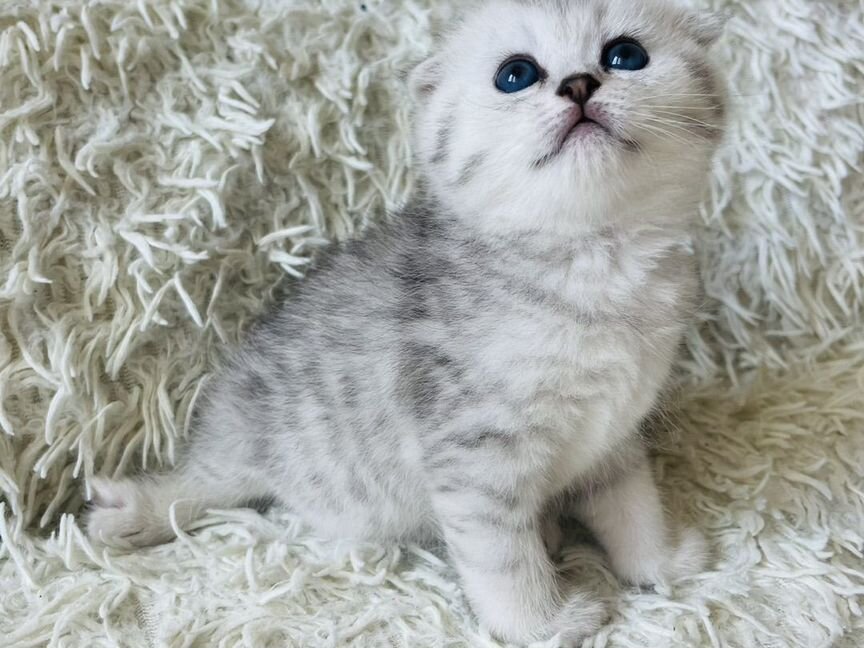 Шотландский мальчик Scottish-fold ns24