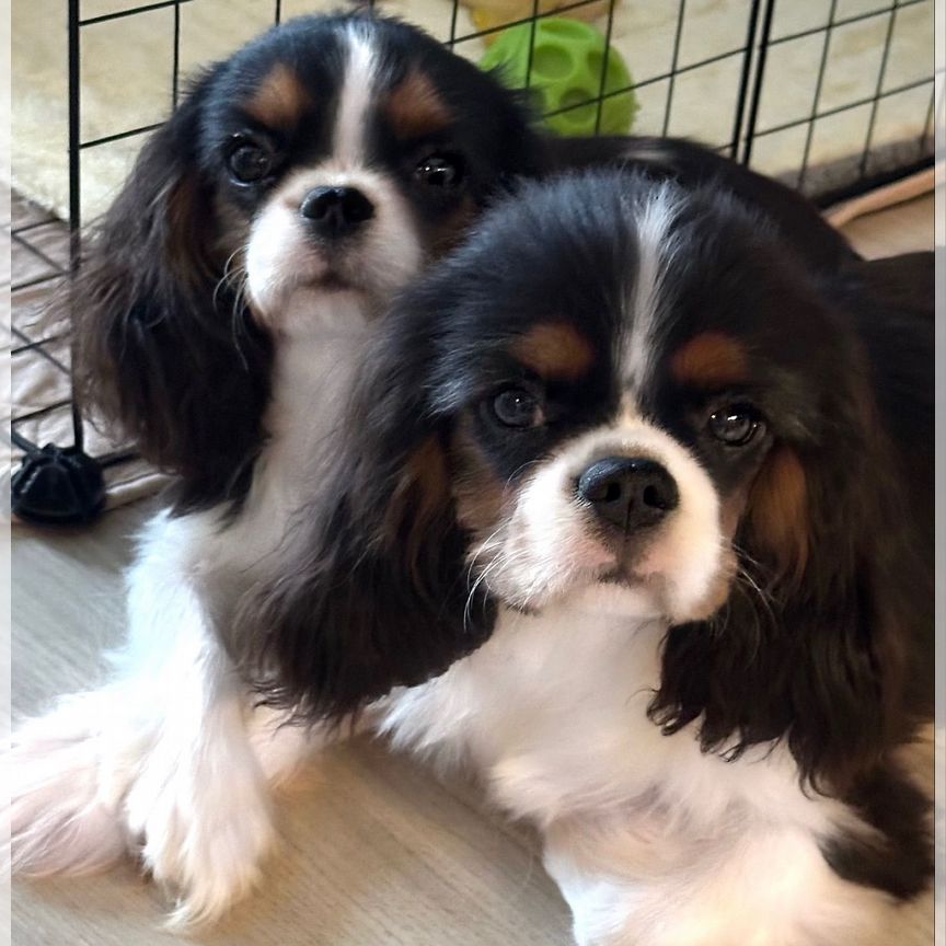 Кавалер кинг-чарльз-спаниель, щенок