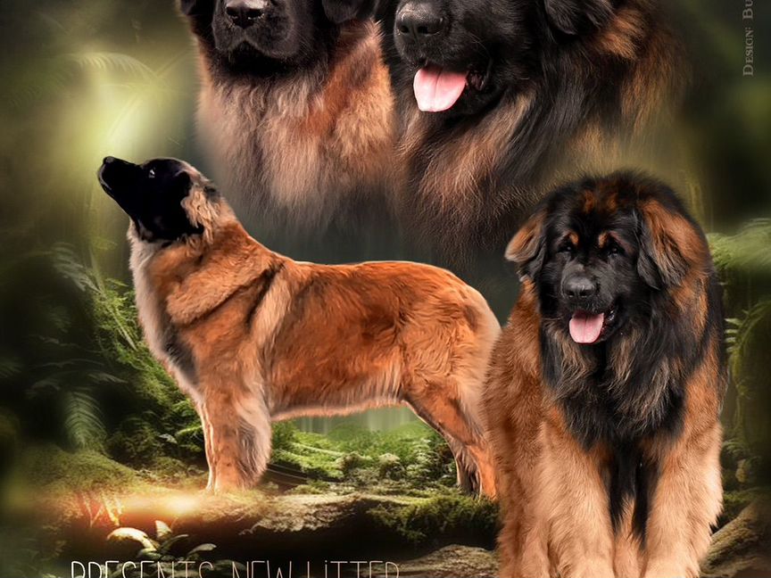 Щенки леонбергер