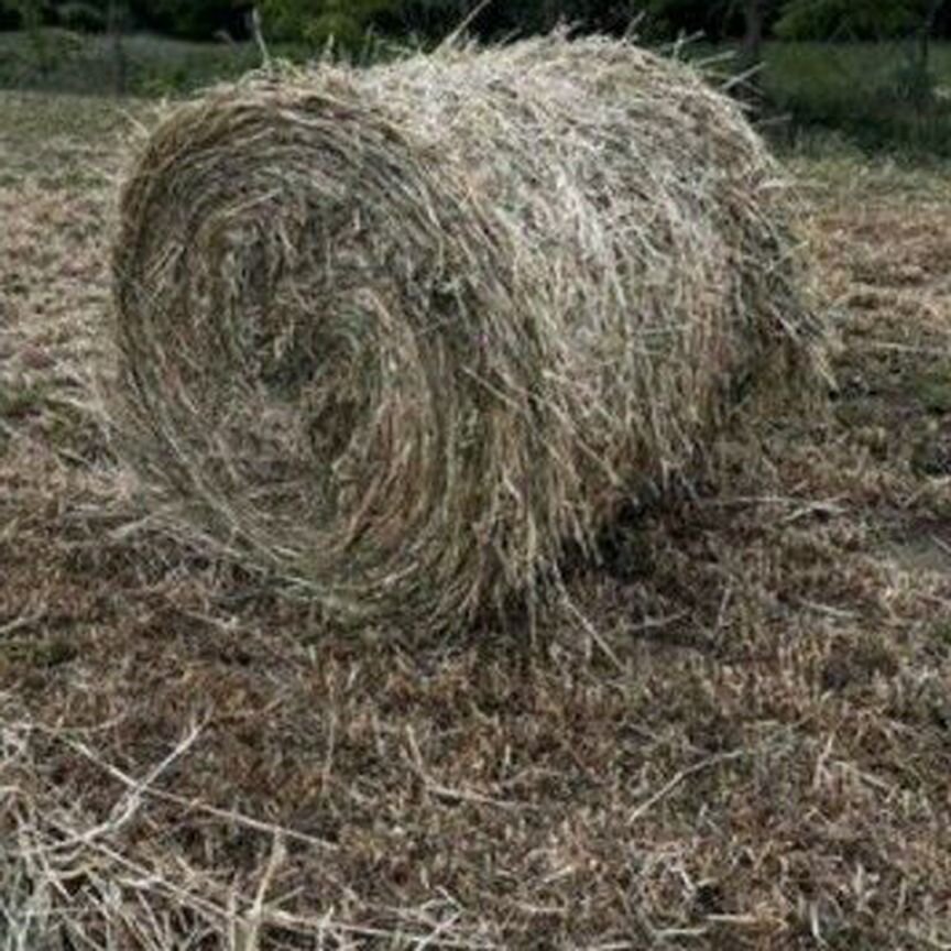 Продам сено в рулонах