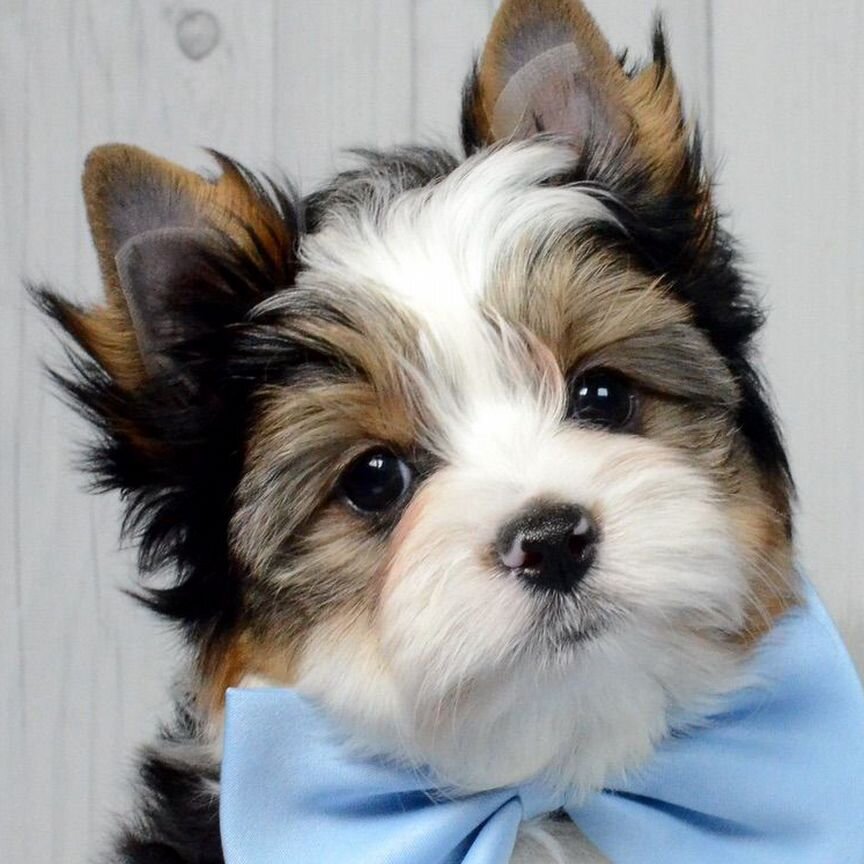 Бивер-йоркширский терьер, щенок