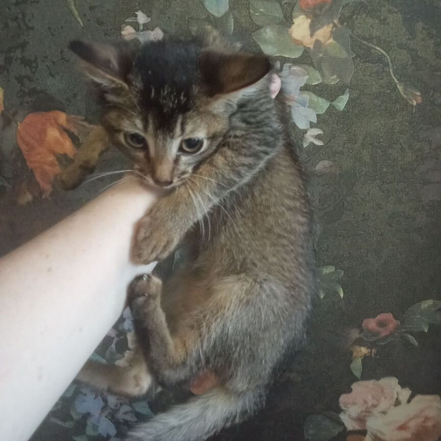 Абиссинский