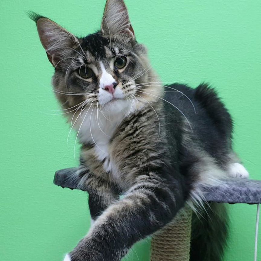 Котята мейн-кун