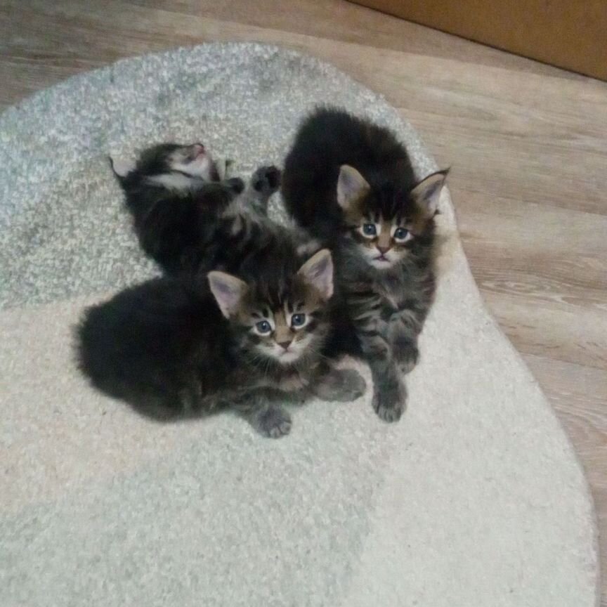 Мейн-кун котёнок