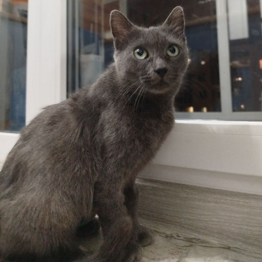 Русский голубой котёнок