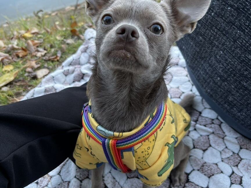 Вязка чихуахуа