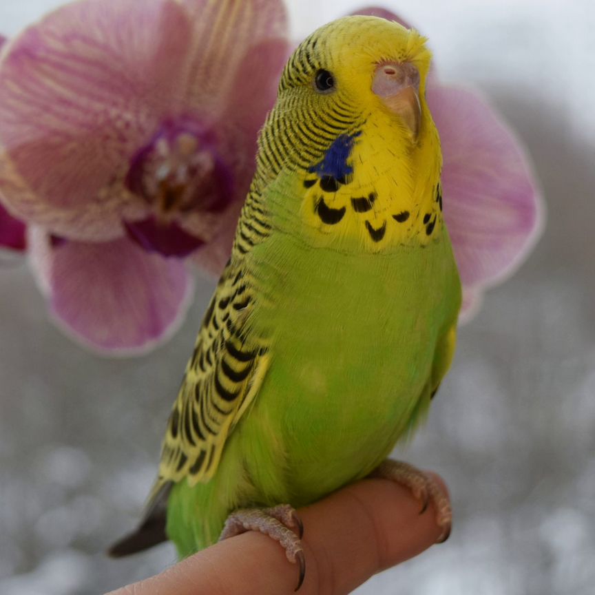 Ручные птенцы самочки ввп, чех