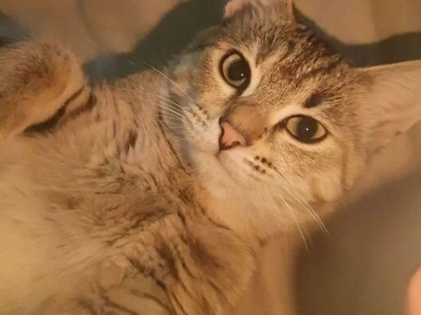 Кошки в добрые руки