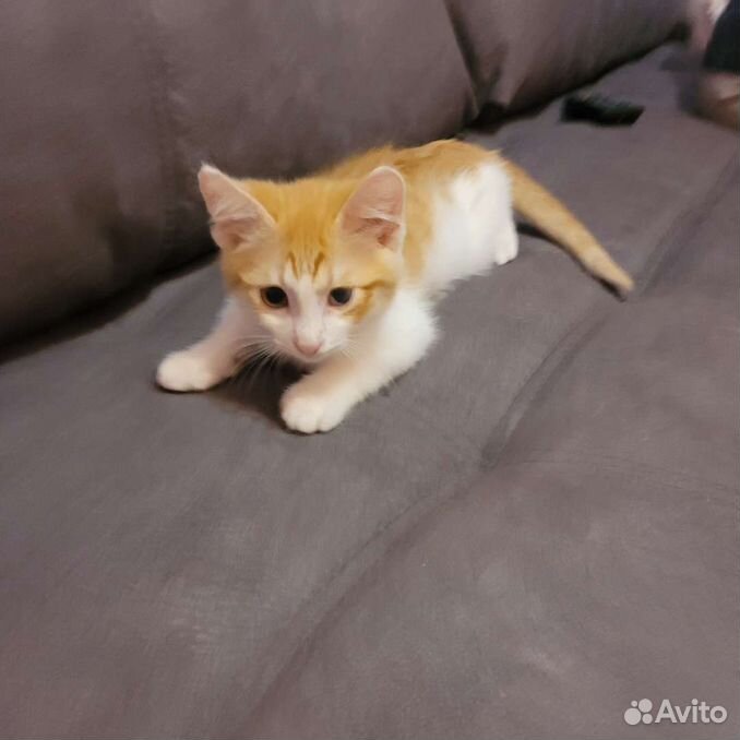 Рыжий котенок 3мес
