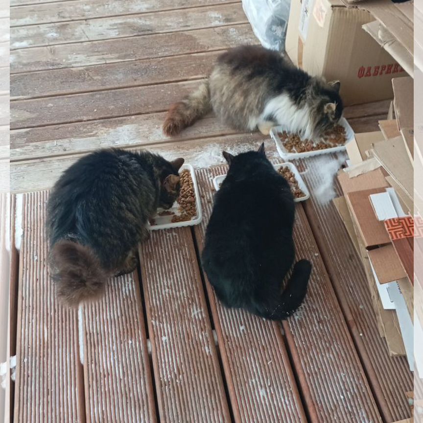 Взрослый кот в добрые руки