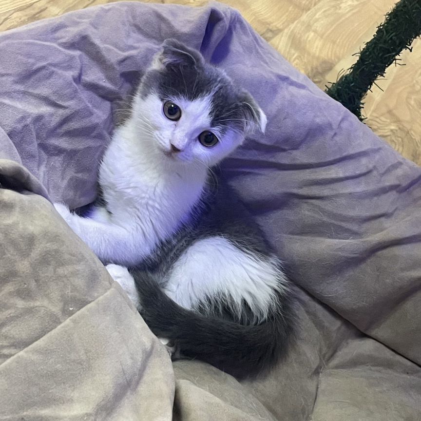 Шотландский вислоухий длинношёрстный котёнок