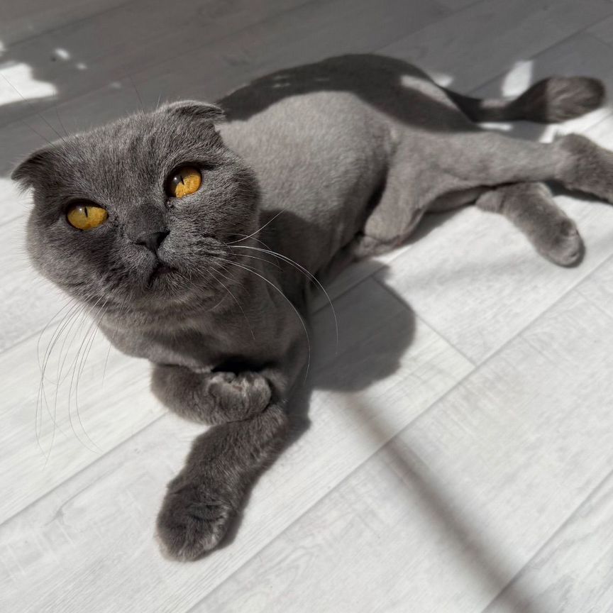 Шотландская вислоухая короткошёрстная, взрослая кошка