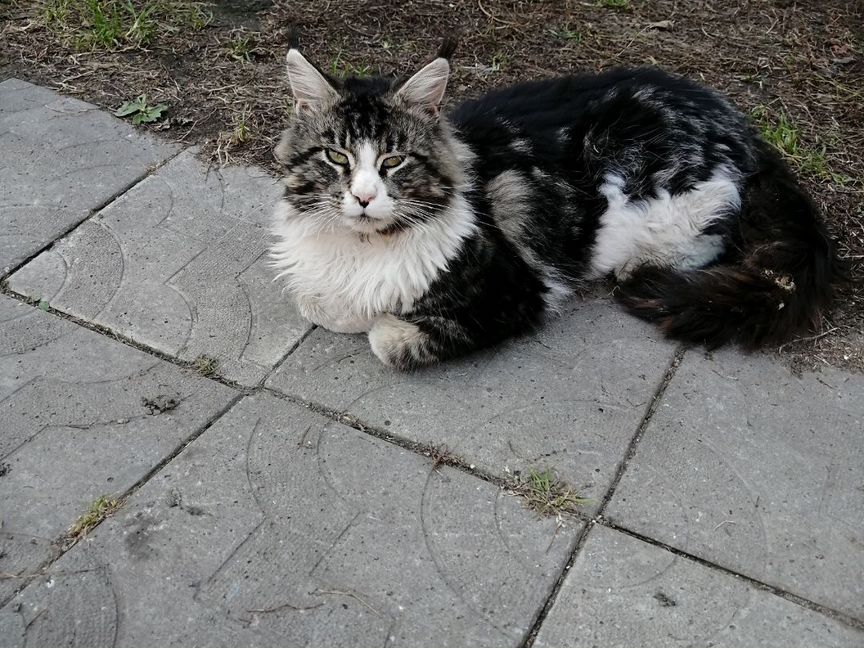 Кошки в добрые руки бесплатно