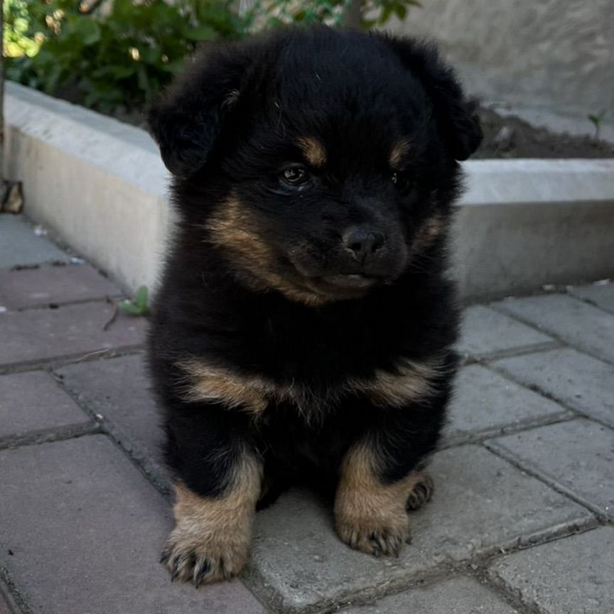 Щенок в добрые руки бесплатно маленькая порода