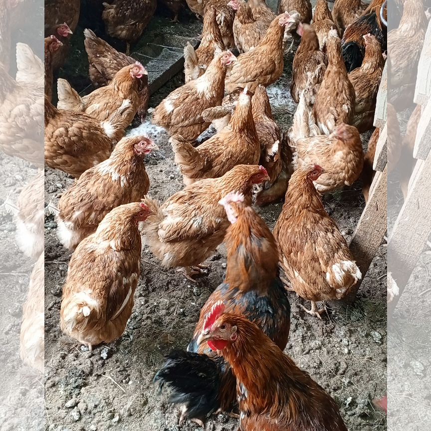 Куры несушки домашние