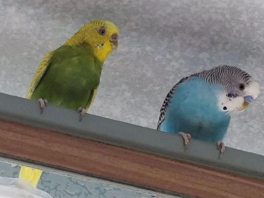 Волнистый попугай с клеткой