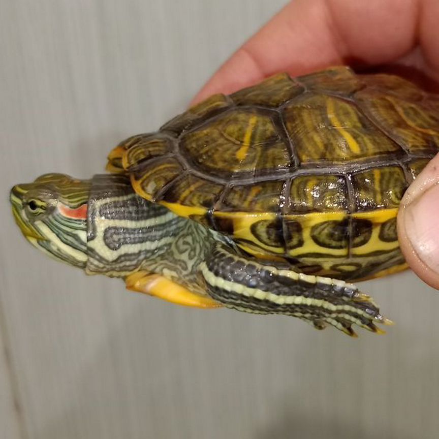 Красноухая черепаха