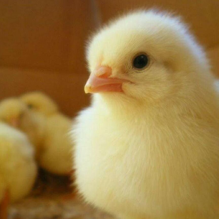 Цыплята бройлеры