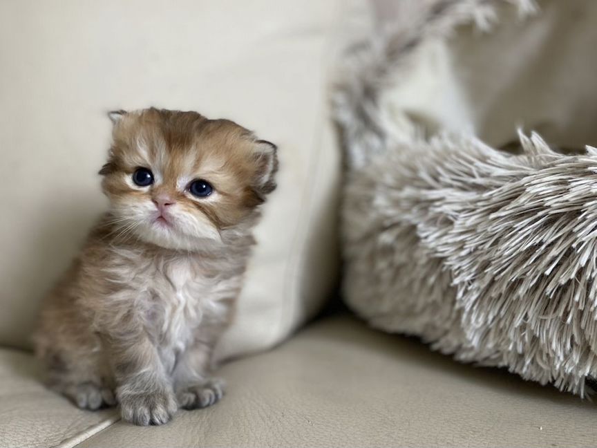 Шотландский котик
