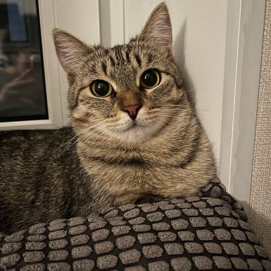 Кошка в дар бесплатно