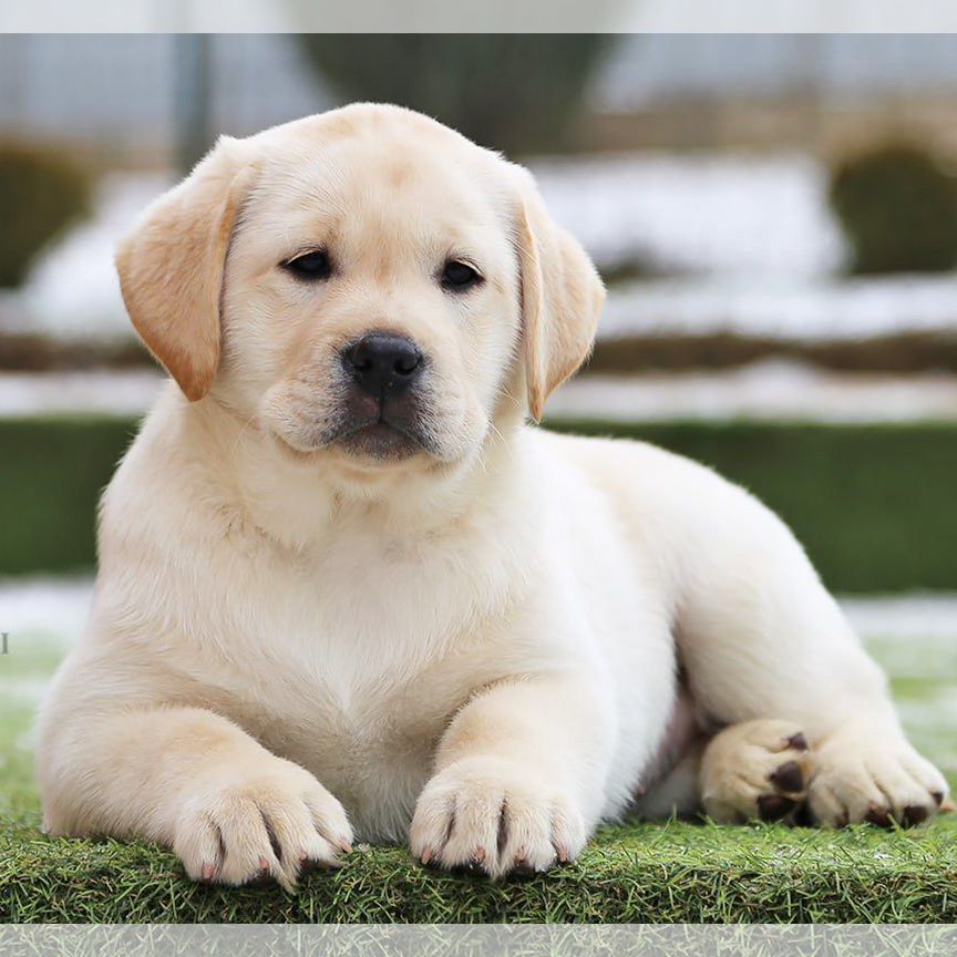 Лабрадор-ретривер, щенок