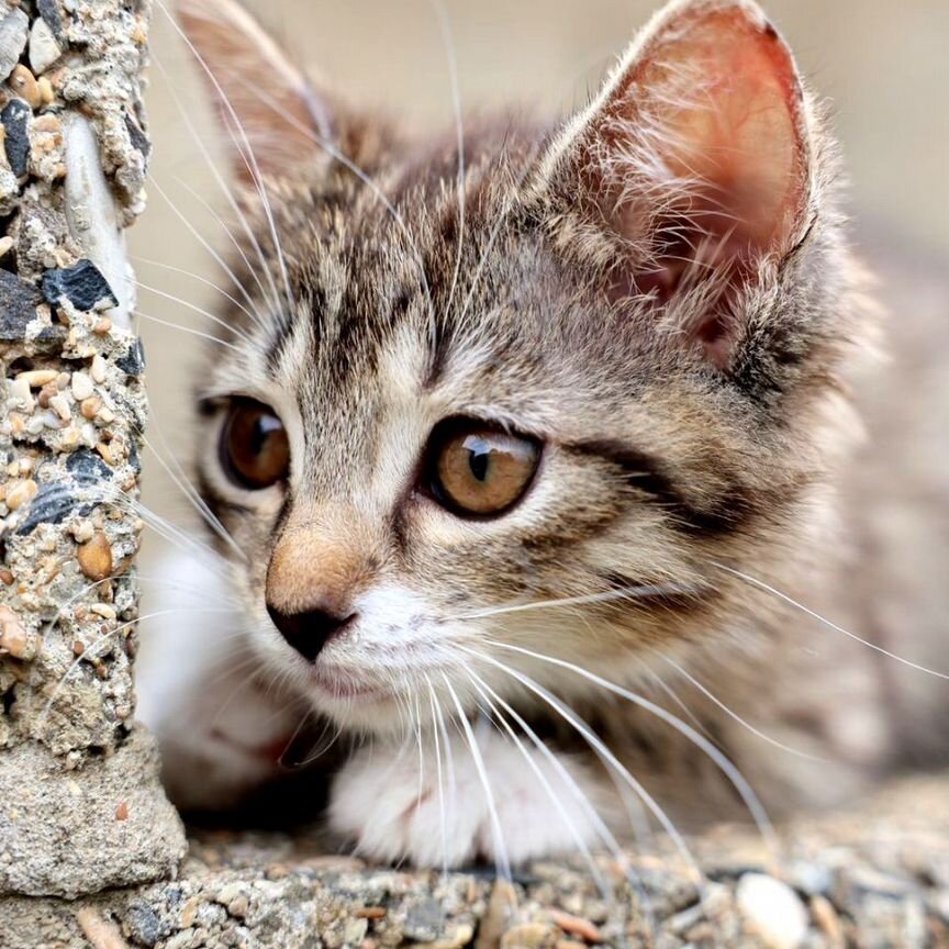 Котёнок