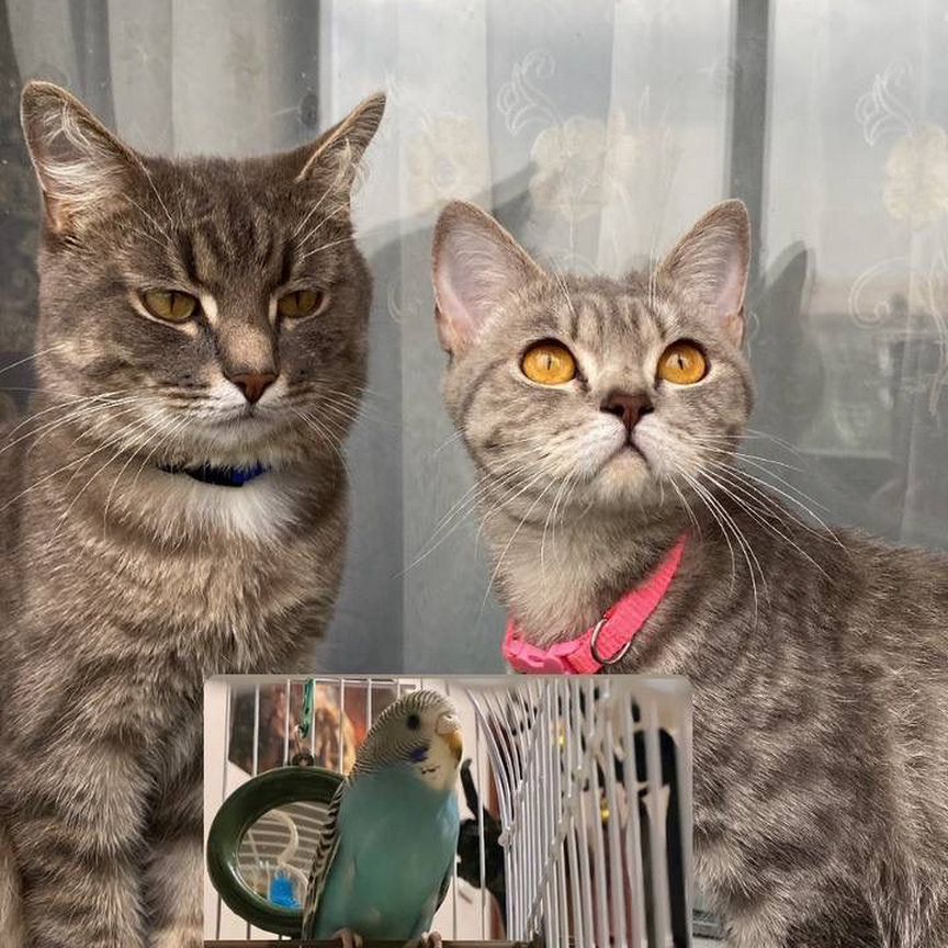 Кот или кошка бесплатно