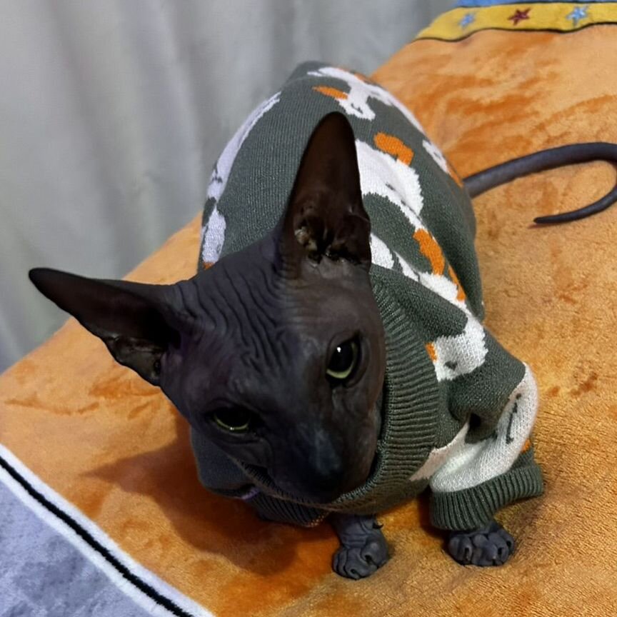 Канадский сфинкс, взрослый кот