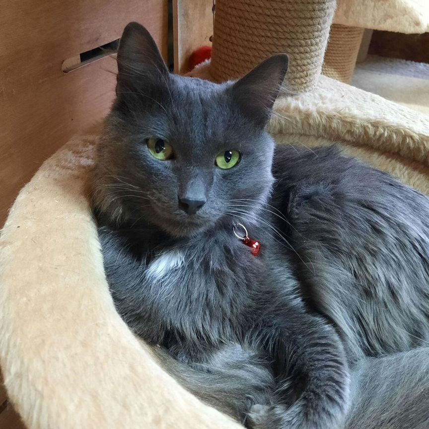 Серый кот с зелёными глазами