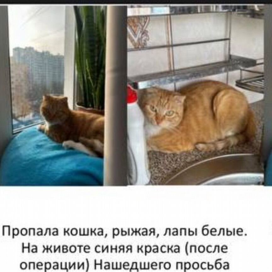 Помогите найти котика