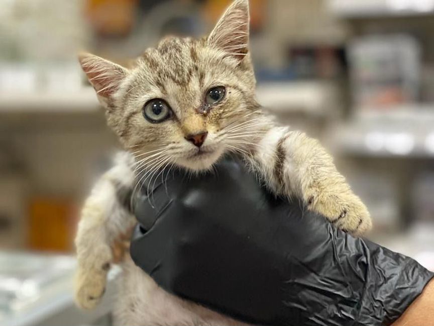 Кошка в дар