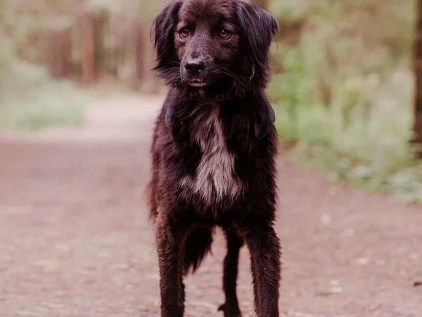 Собака в добрые руки