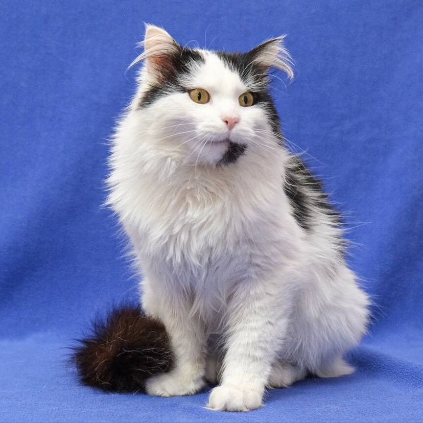 Фидель, полгода в клетке. никто его не замечает