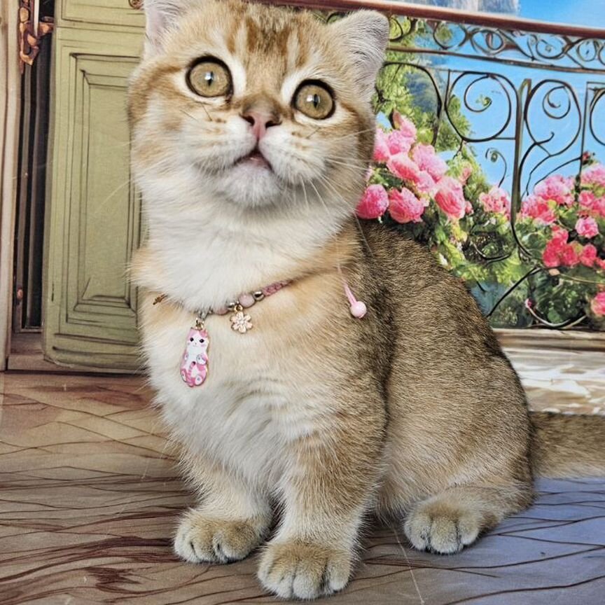 Девочка скоттиш килт на коротких лапках