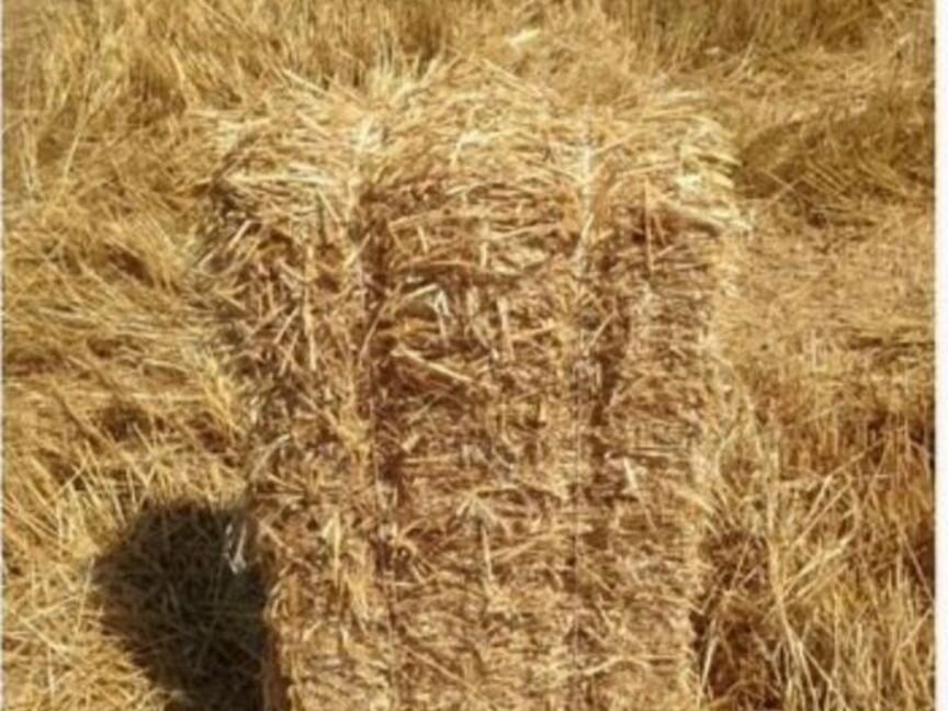 Пшеничная солома в тюках