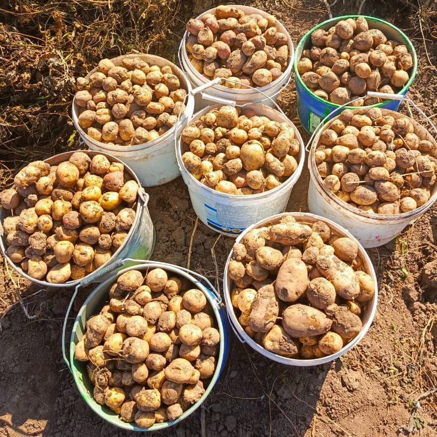 Картофель мелкий для животных