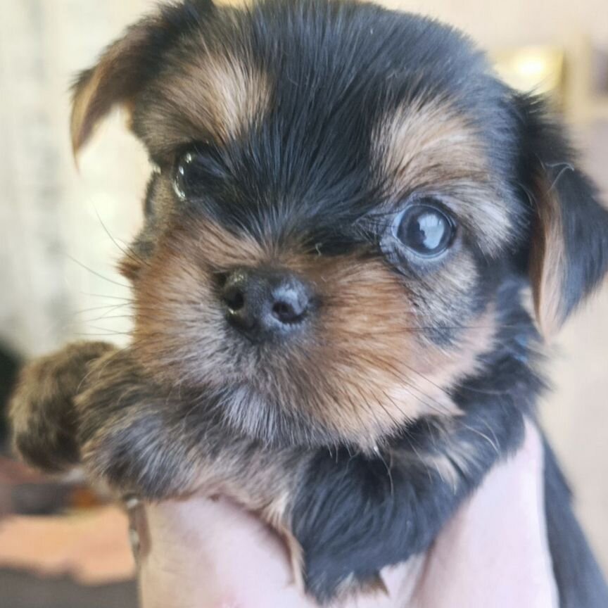 Йоркширский терьер, щенок