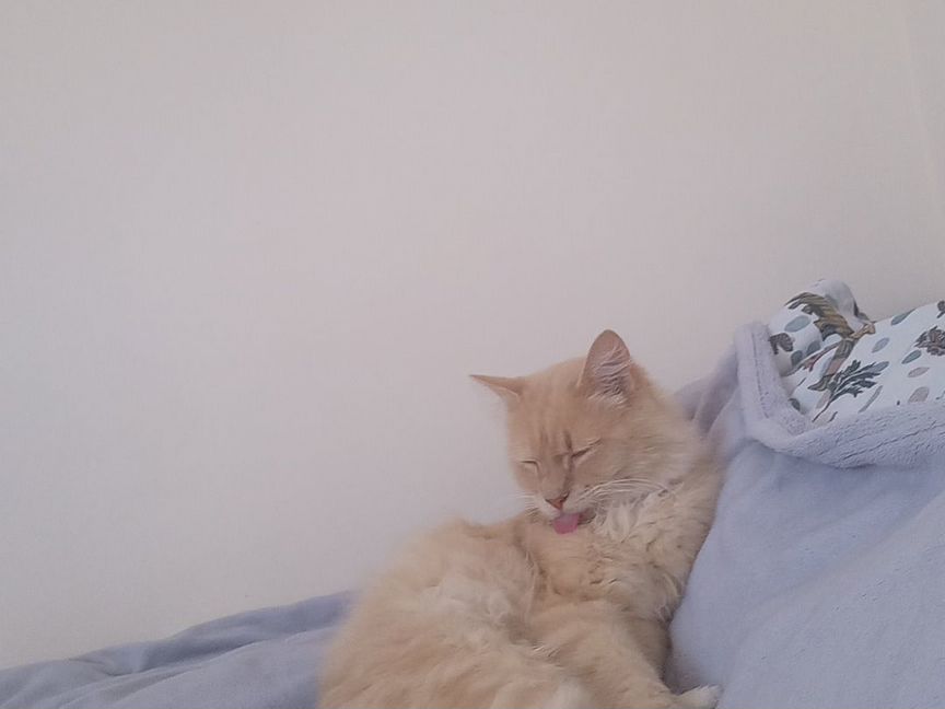 Отдам взрослого кота