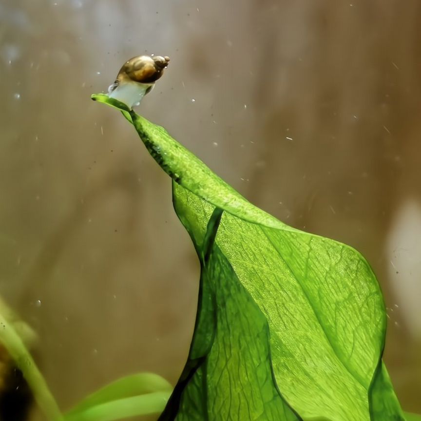 Улитки аквариумные