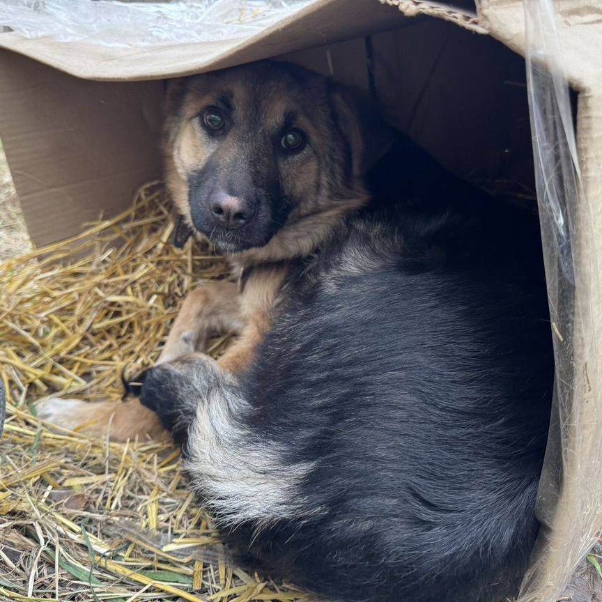 Собаку выкинули в коробке