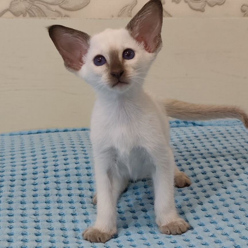 Ориентальный котёнок