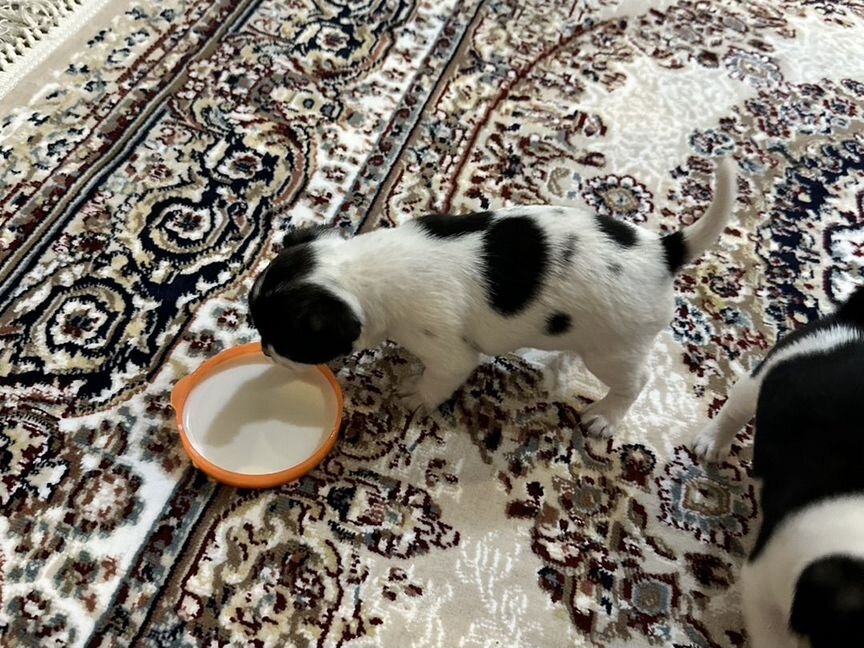 Чихуахуа мини